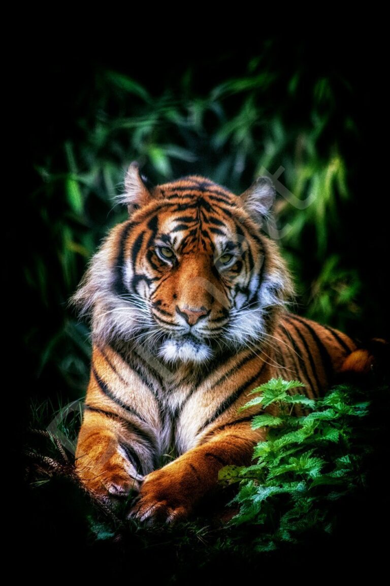 Tiger Picture | Printable Photography | Download Artwork
